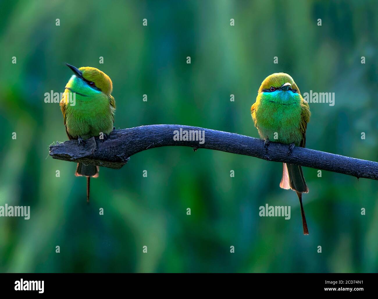 bee eaters in wildlife Stock Photo - Alamy