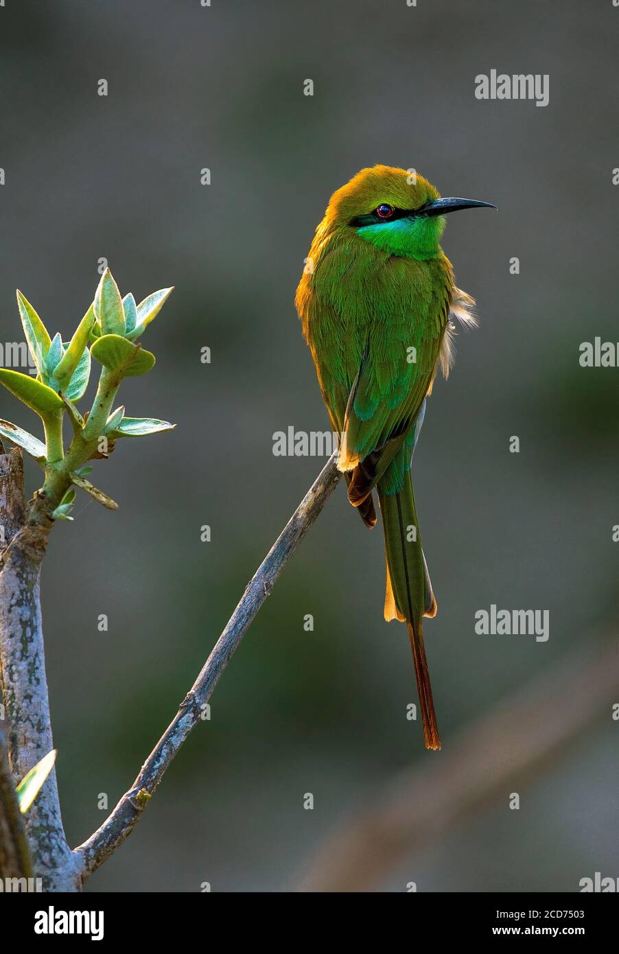 bee eaters in wildlife Stock Photo - Alamy