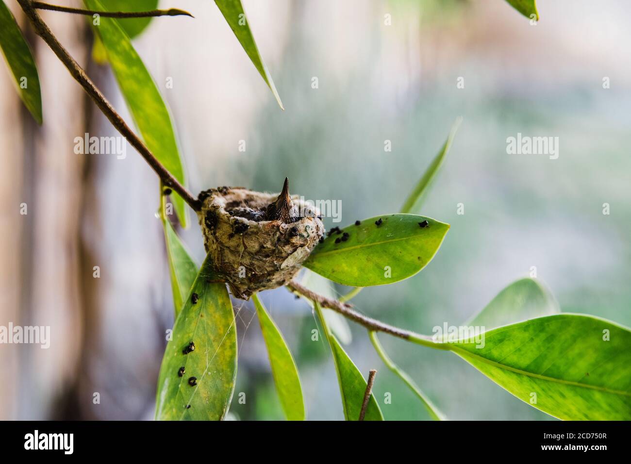 Hungry hummingbird nestlings waiting for food in a tiny round nest made ...