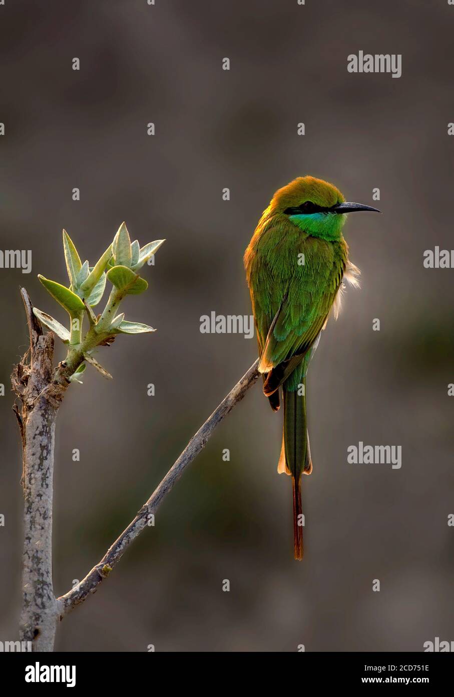 bee eaters in wildlife Stock Photo - Alamy