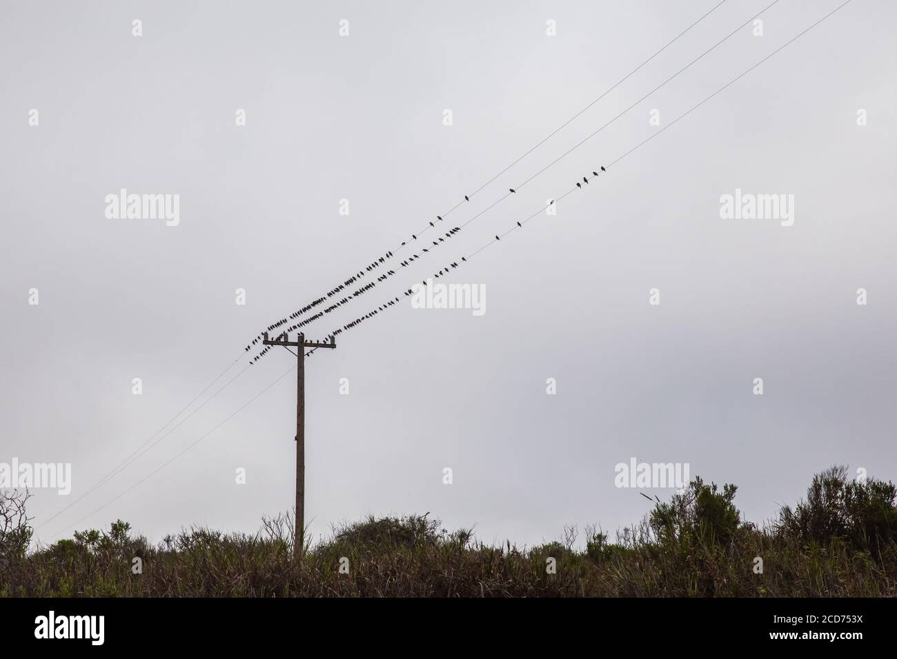 Beautiful shot of electricity poles with a flock of birds perched along ...