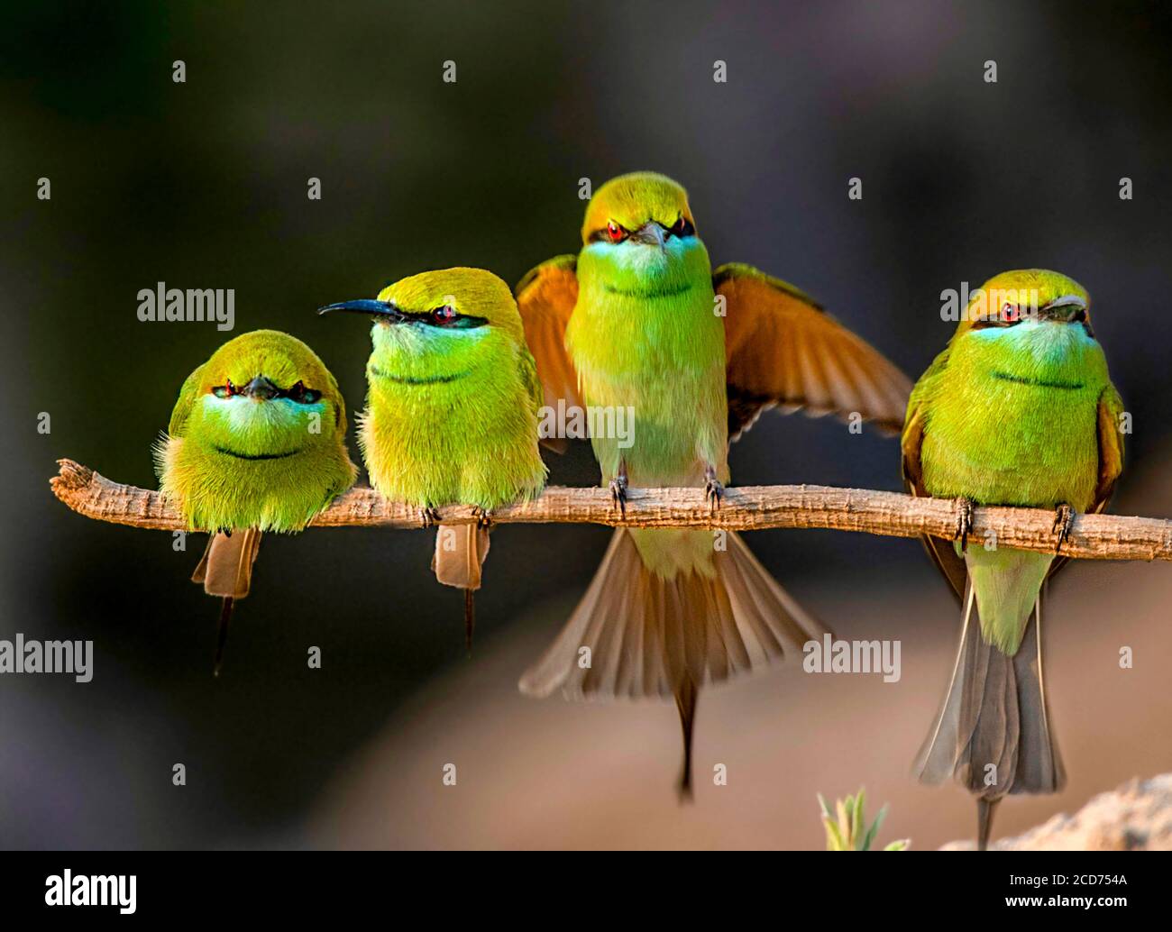 bee eaters in wildlife Stock Photo - Alamy