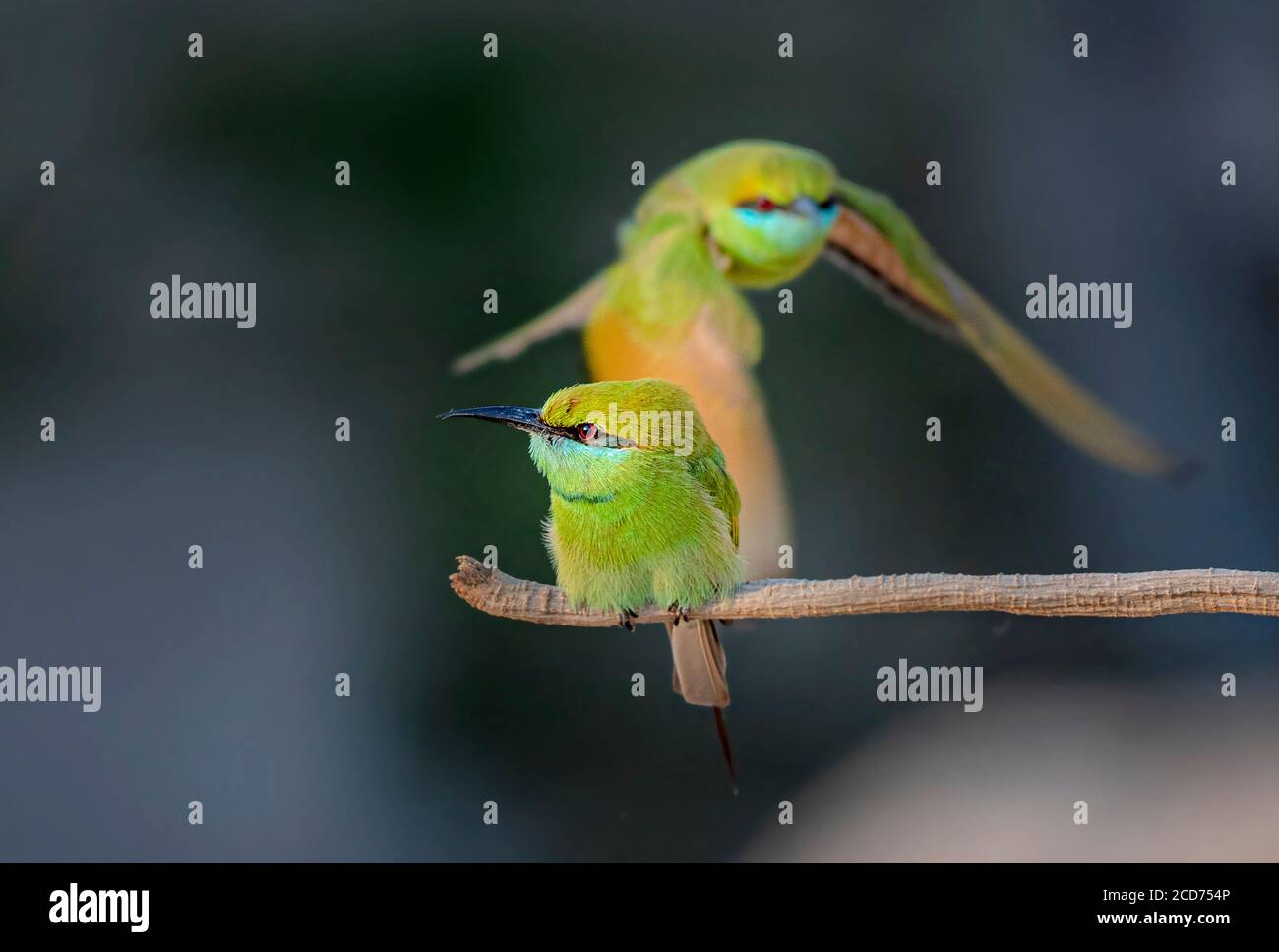 bee eaters in wildlife Stock Photo - Alamy