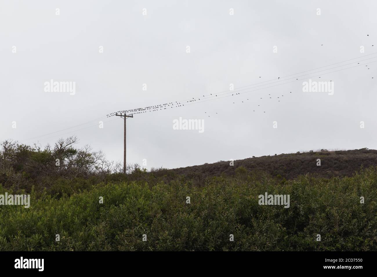 Pylon Poles With Birds High Resolution Stock Photography and Images - Alamy
