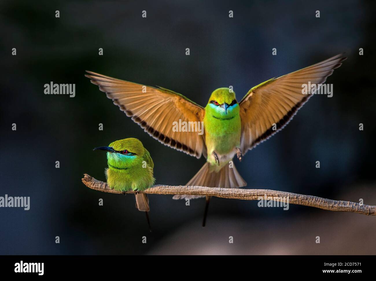 bee eaters in wildlife Stock Photo - Alamy