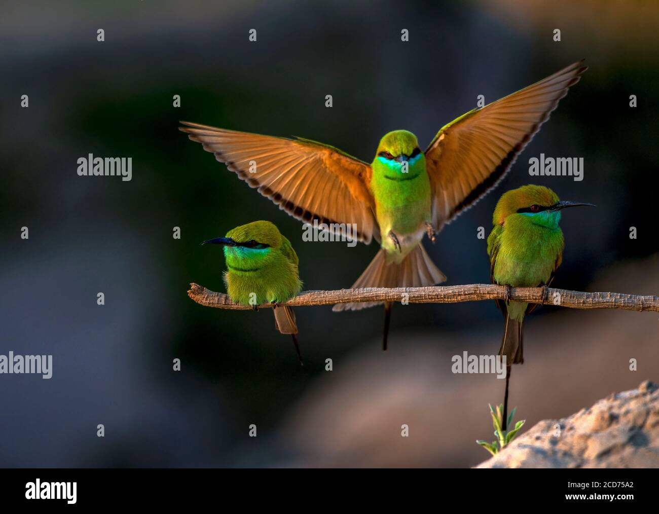 bee eaters in wildlife Stock Photo - Alamy