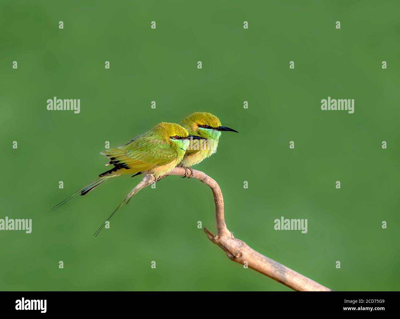 bee eaters in wildlife Stock Photo - Alamy