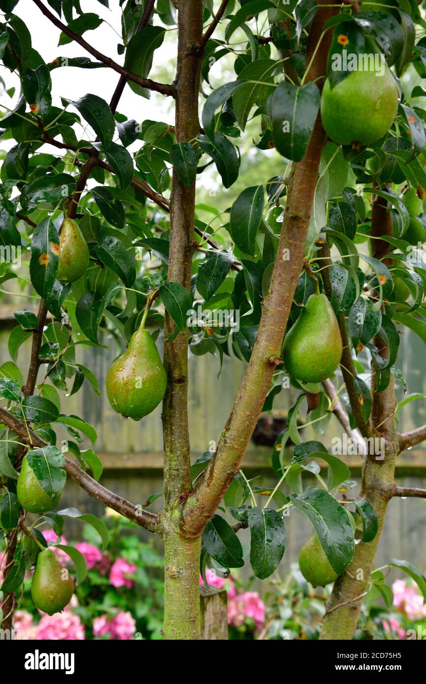 Pear Tree in Garden Stock Photo - Alamy