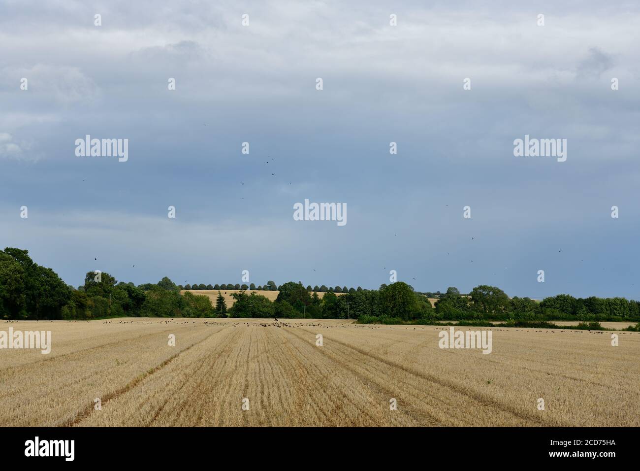 Wheat field with crows hi-res stock photography and images - Alamy