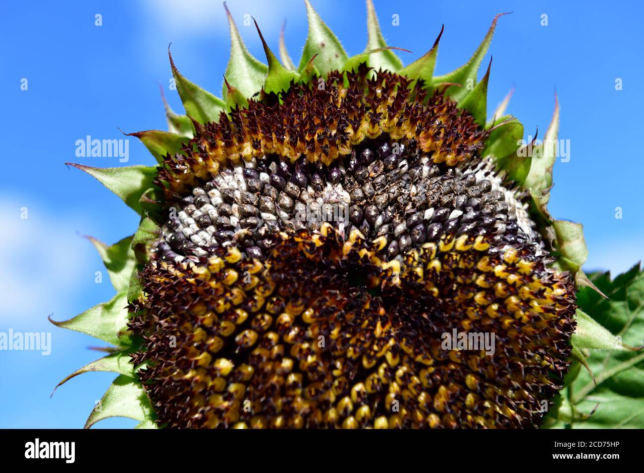 Sunflower showing the disc florets and ovarys Stock Photo - Alamy
