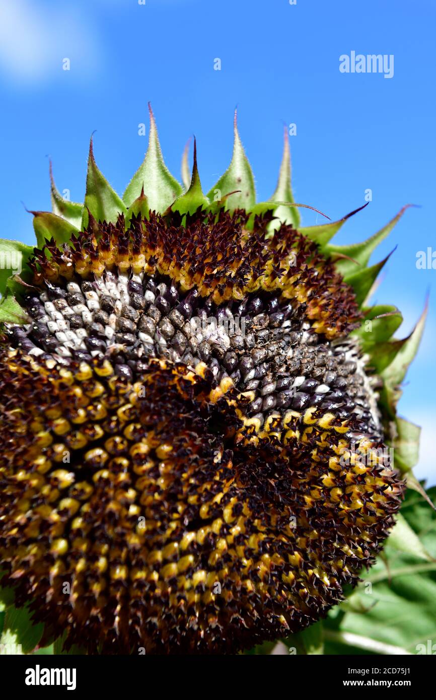 Sunflower showing the disc florets and ovarys Stock Photo - Alamy