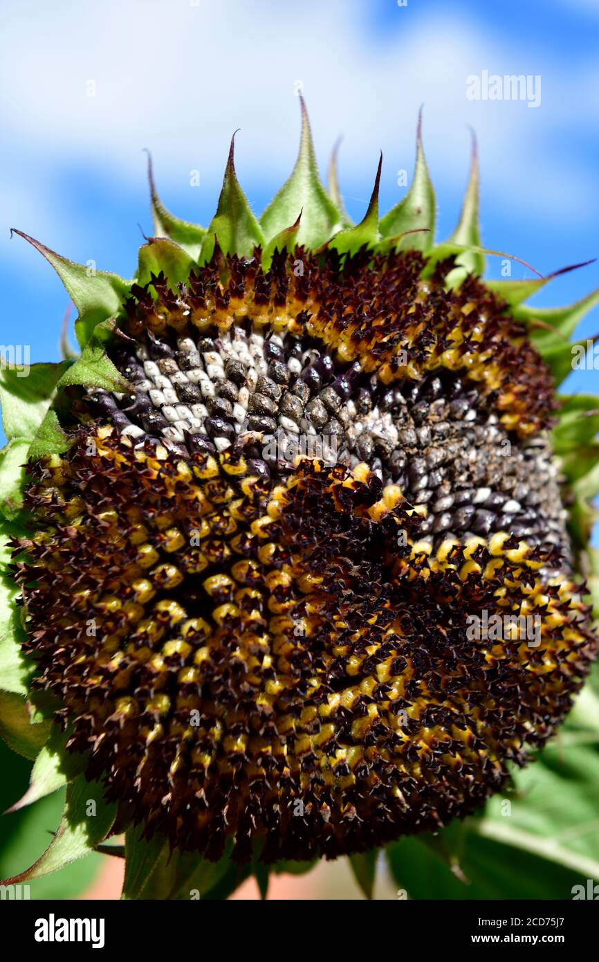 Brown disk florets hi-res stock photography and images - Alamy