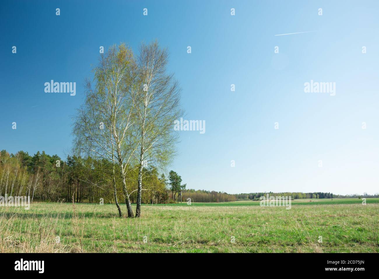 Birch tree lane hi-res stock photography and images - Alamy