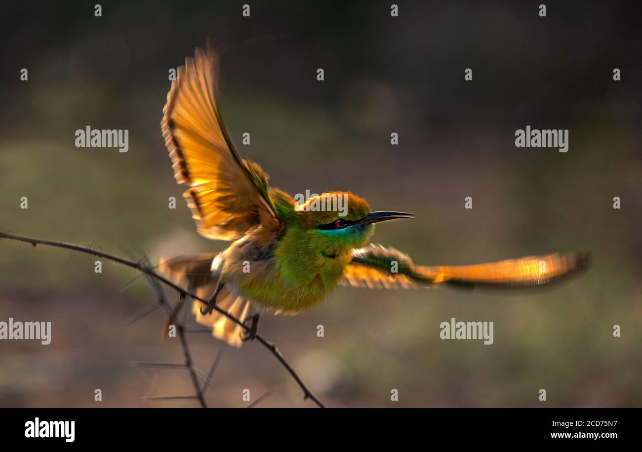 bee eaters in wildlife Stock Photo - Alamy