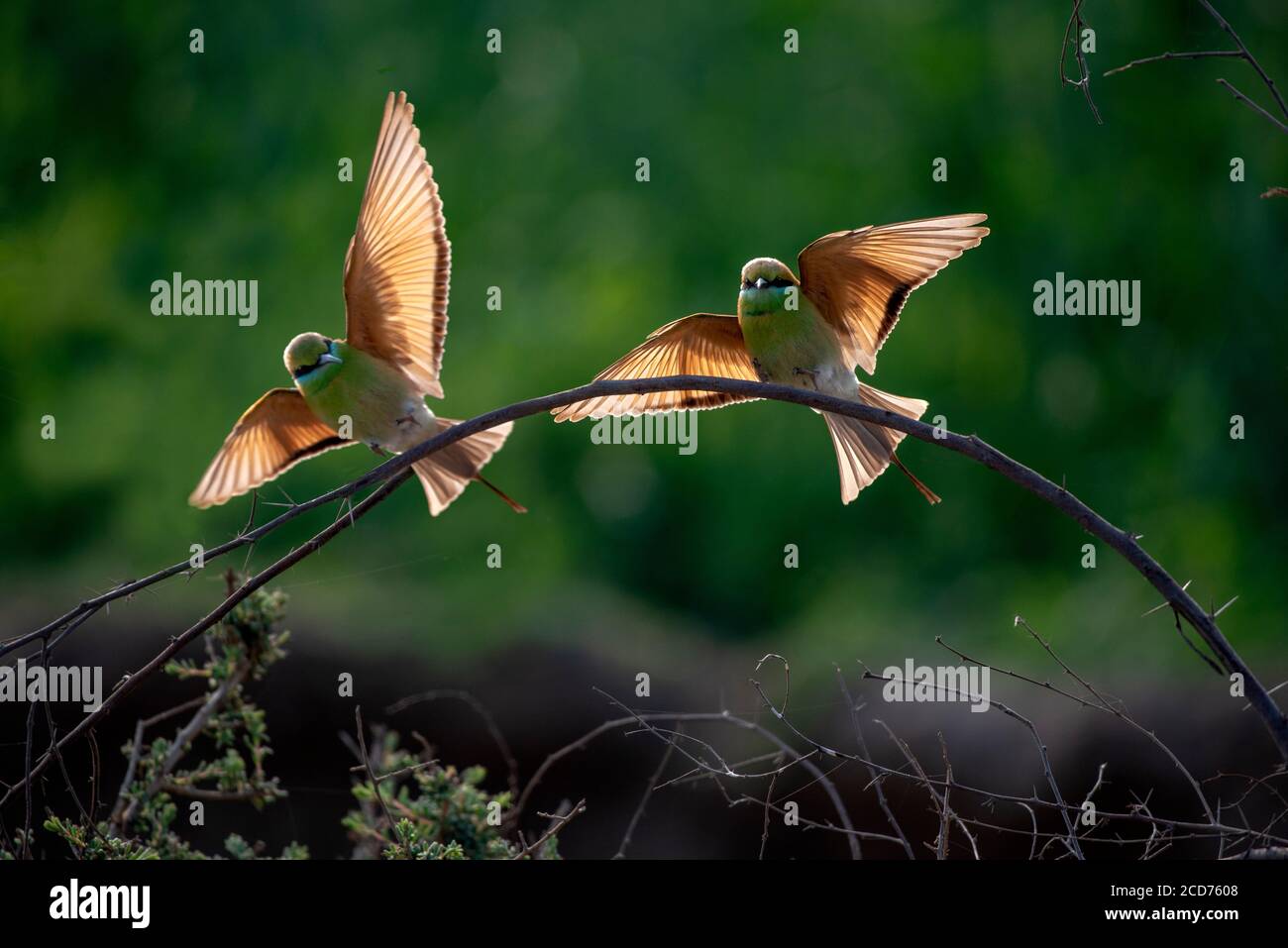 bee eaters in wildlife Stock Photo - Alamy