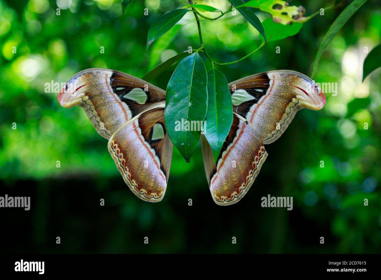Beautiful big butterfly, Giant Atlas Moth-aka, Attacus atlas in green ...