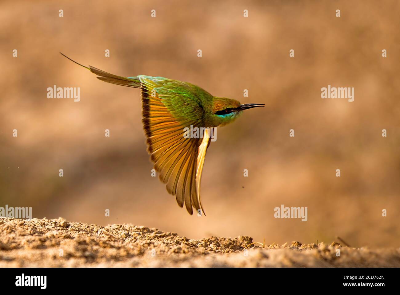 bee eaters in wildlife Stock Photo - Alamy