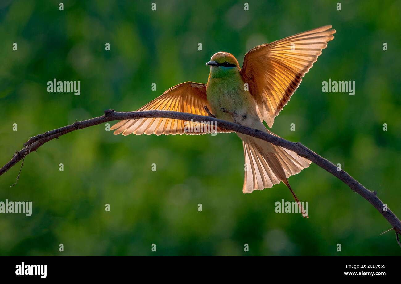 bee eaters in wildlife Stock Photo - Alamy
