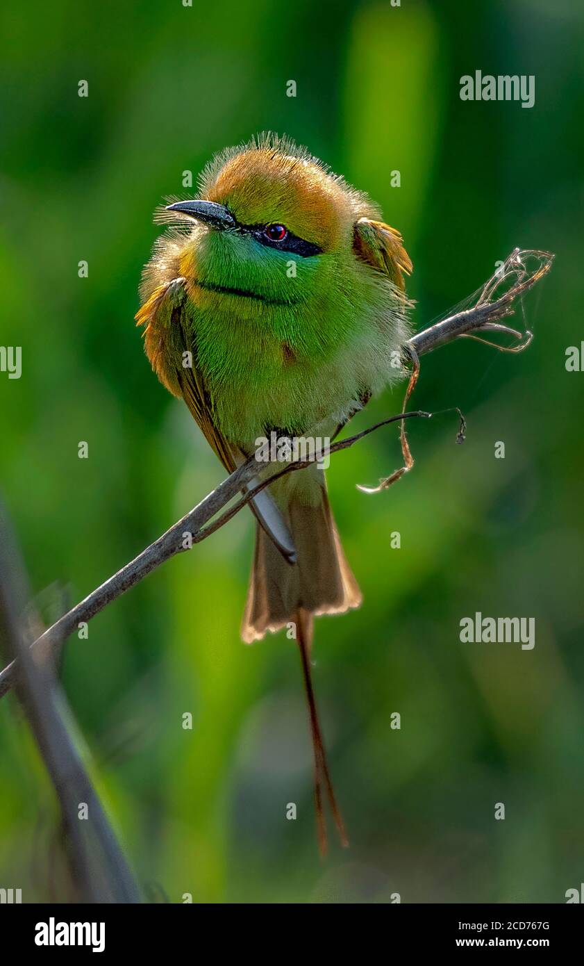 bee eaters in wildlife Stock Photo - Alamy
