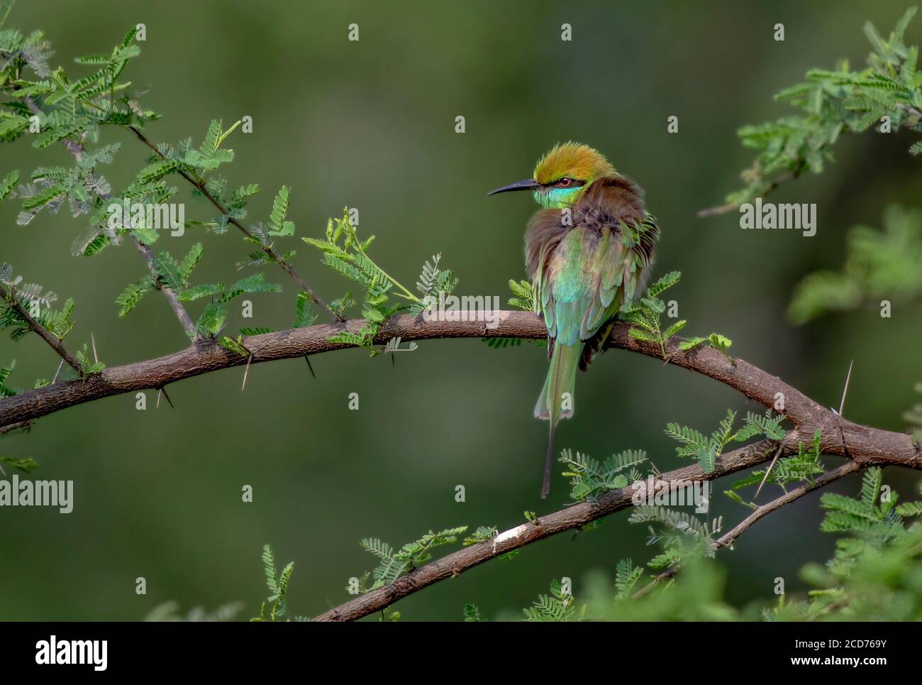 bee eaters in wildlife Stock Photo - Alamy