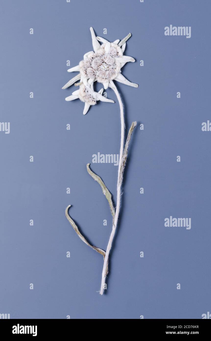 Alpen symbol hi-res stock photography and images - Alamy