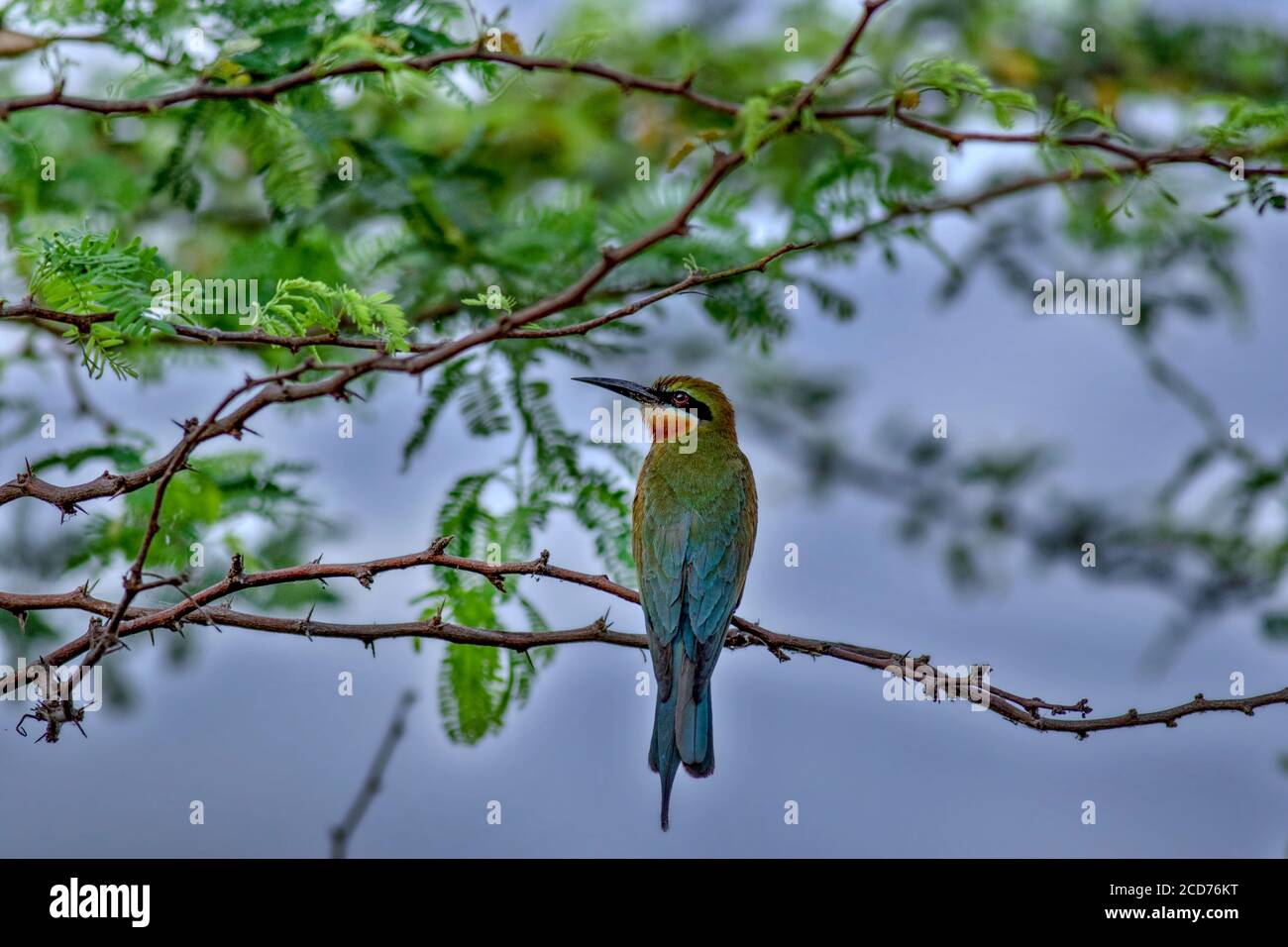 bee eaters in wildlife Stock Photo - Alamy