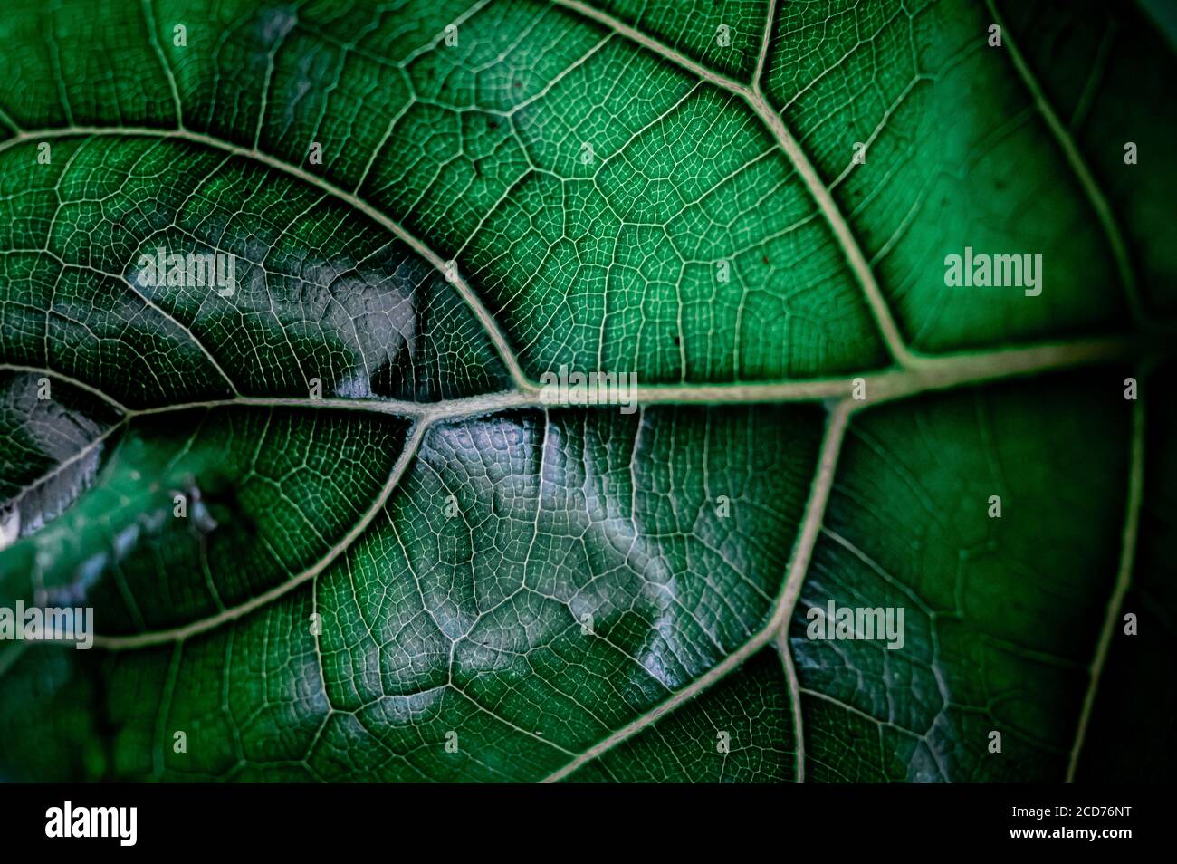 Detailed structure of a green leaf in abstract way Stock Photo - Alamy
