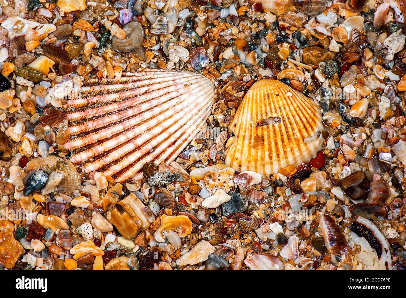 Mollusk detailed hi-res stock photography and images - Alamy