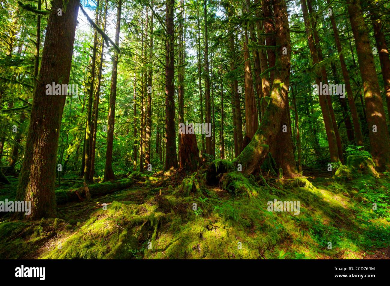 Rain forest with dense vegetation Stock Photo - Alamy