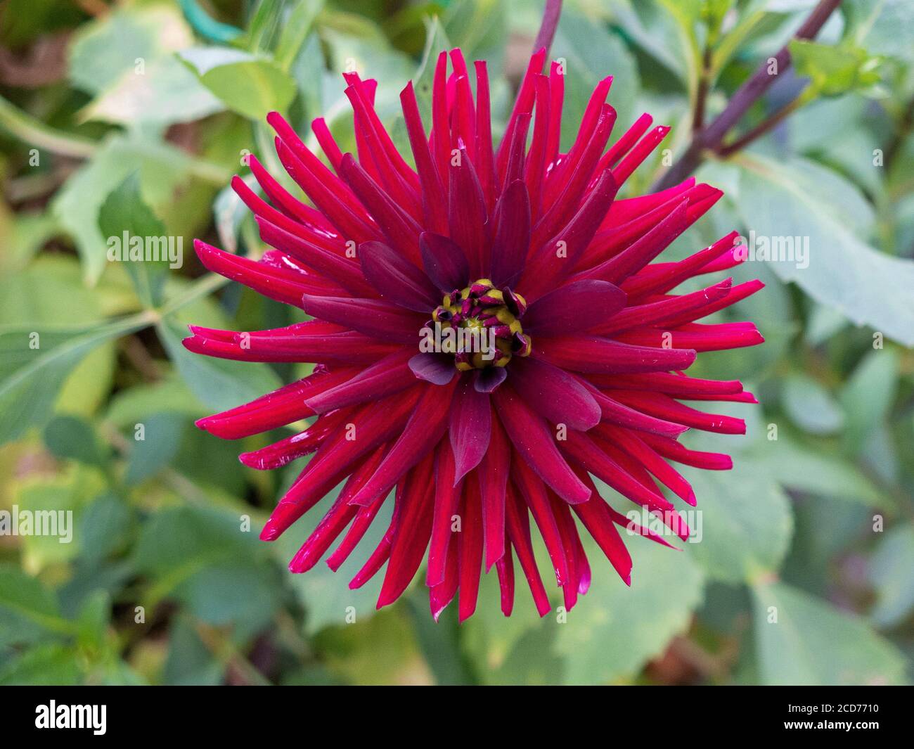 Dahlia tuber new shoots hi-res stock photography and images - Alamy