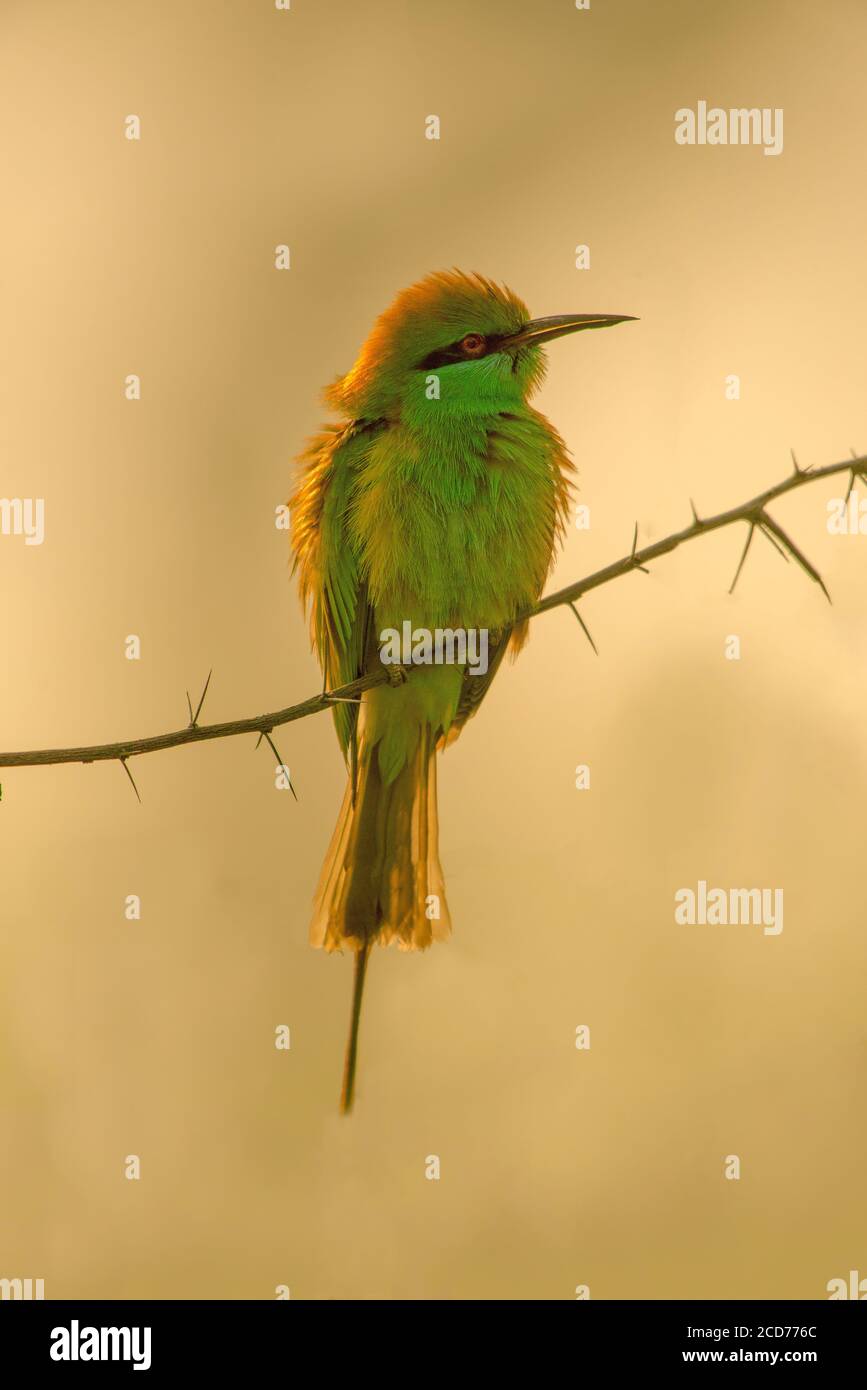 bee eaters in wildlife Stock Photo - Alamy