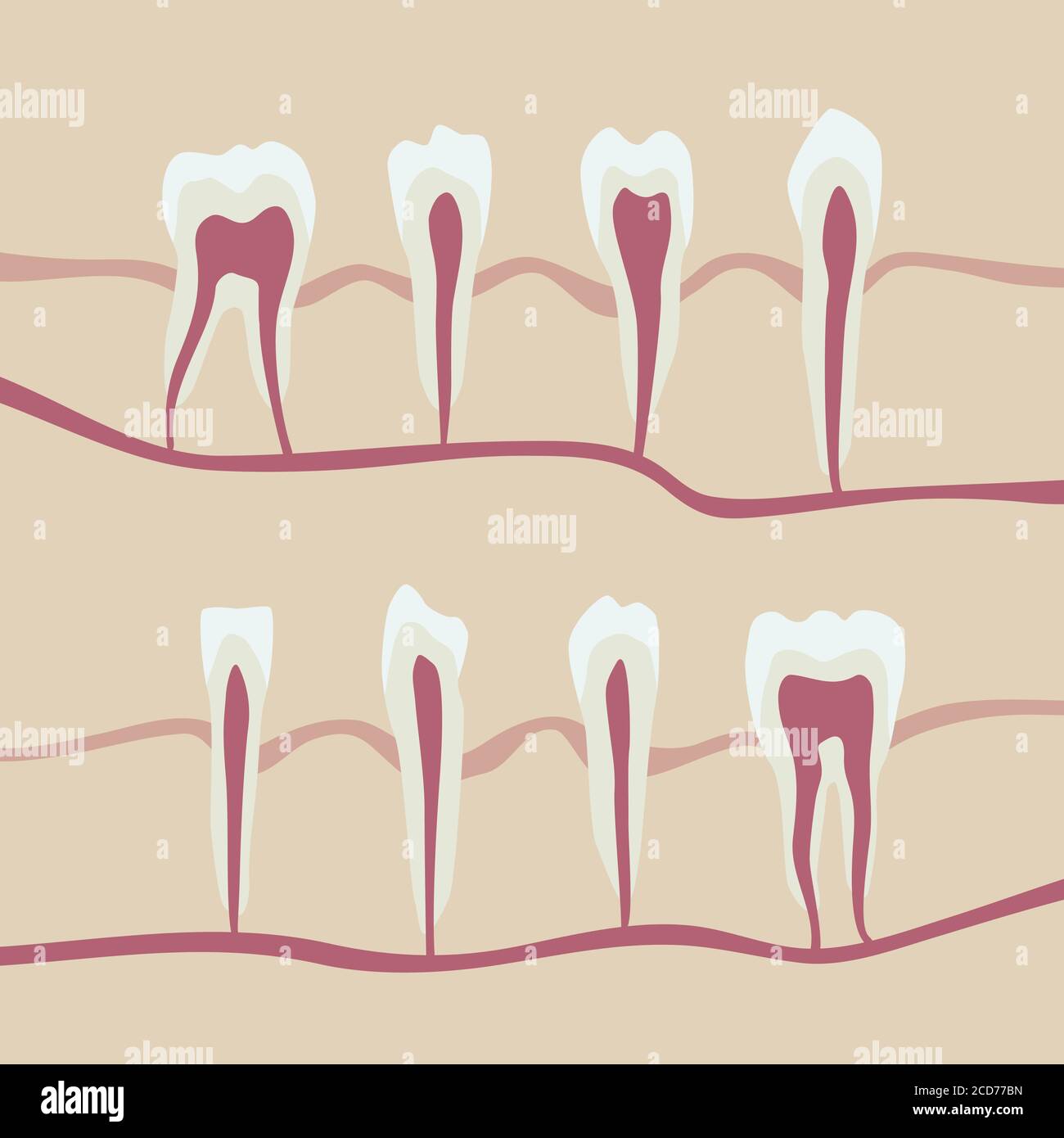 Tooth structure - vector illustration Stock Vector Image & Art - Alamy