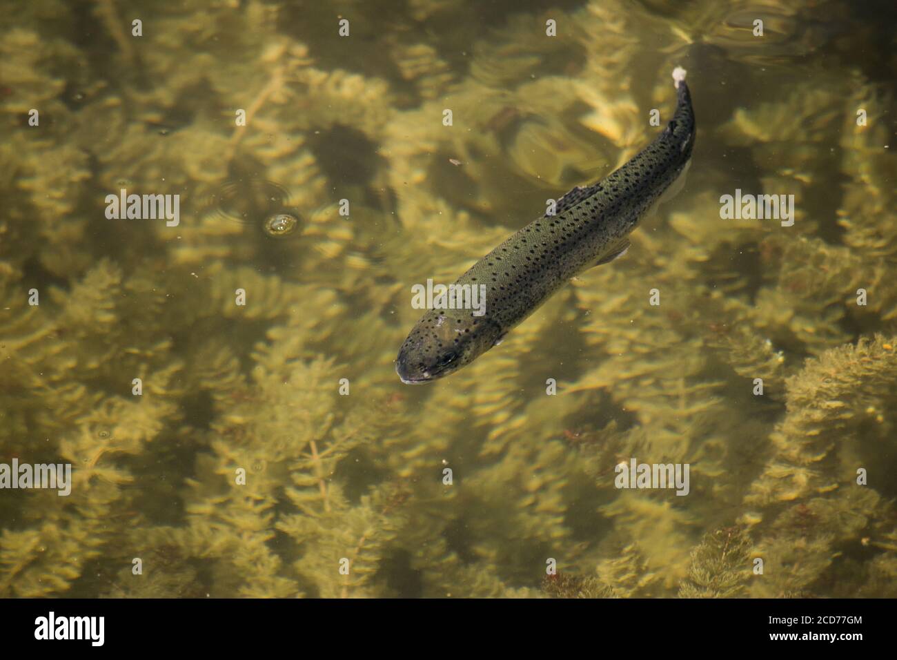Fishing swim hi-res stock photography and images - Alamy