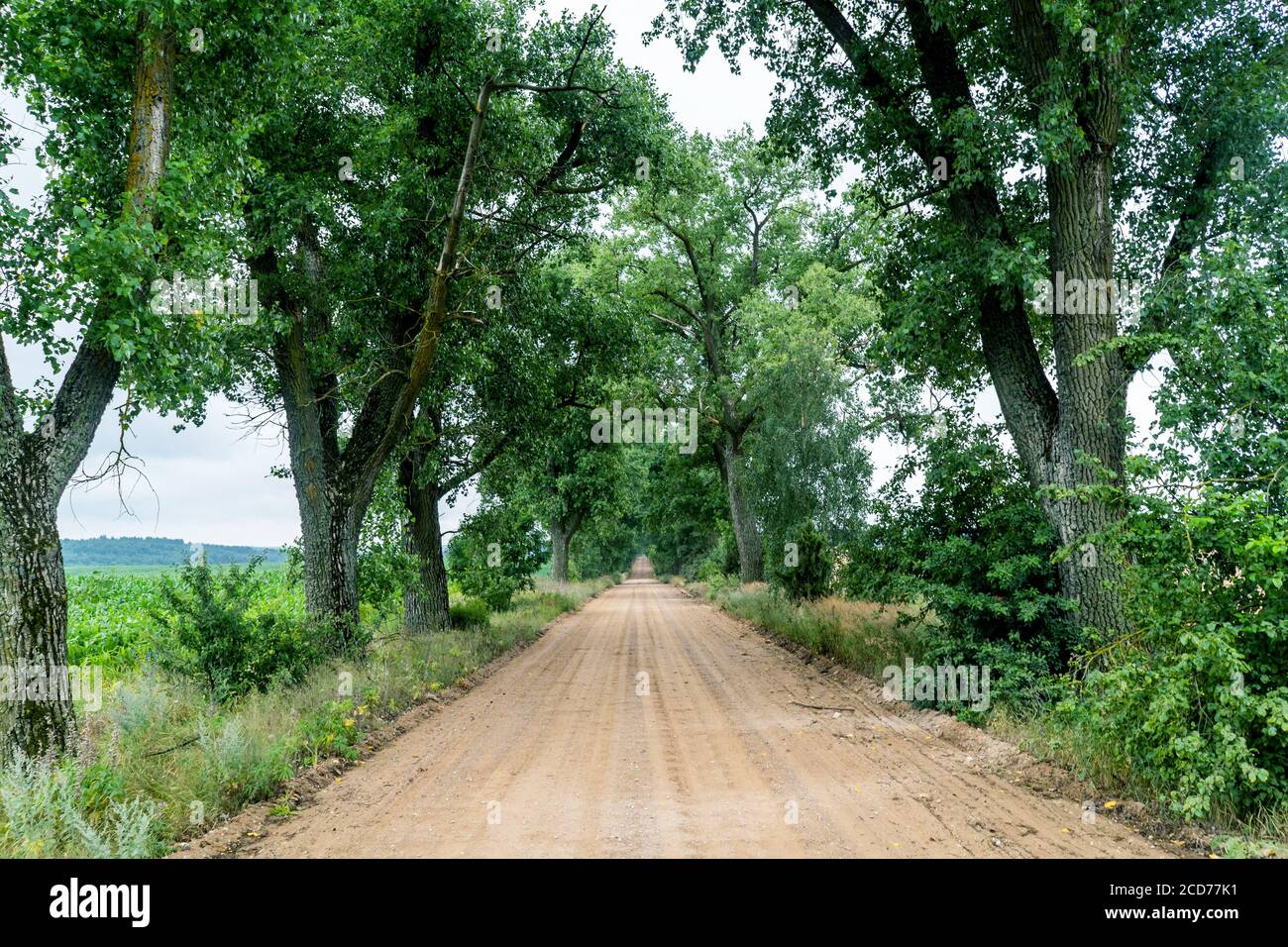 landscape of a sandy road through an alley of trees Stock Photo - Alamy