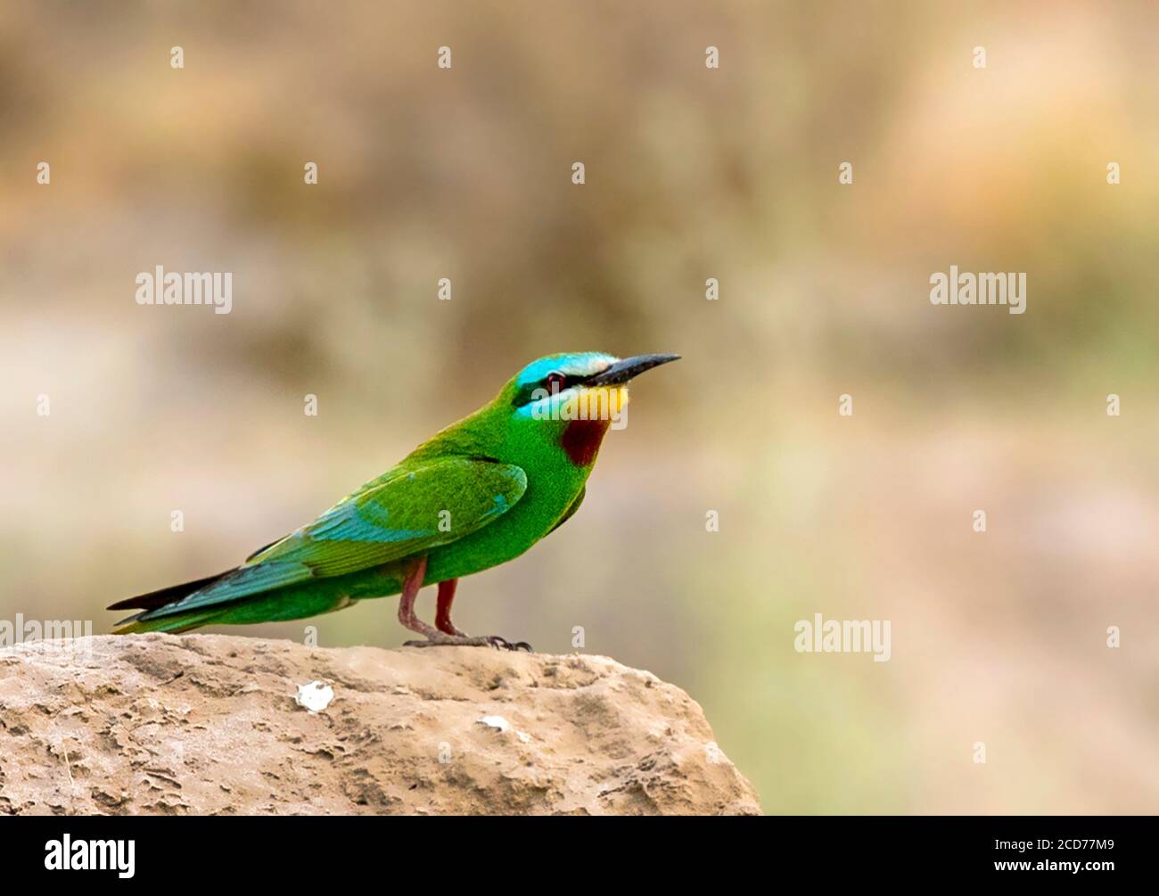 bee eaters in wildlife Stock Photo - Alamy