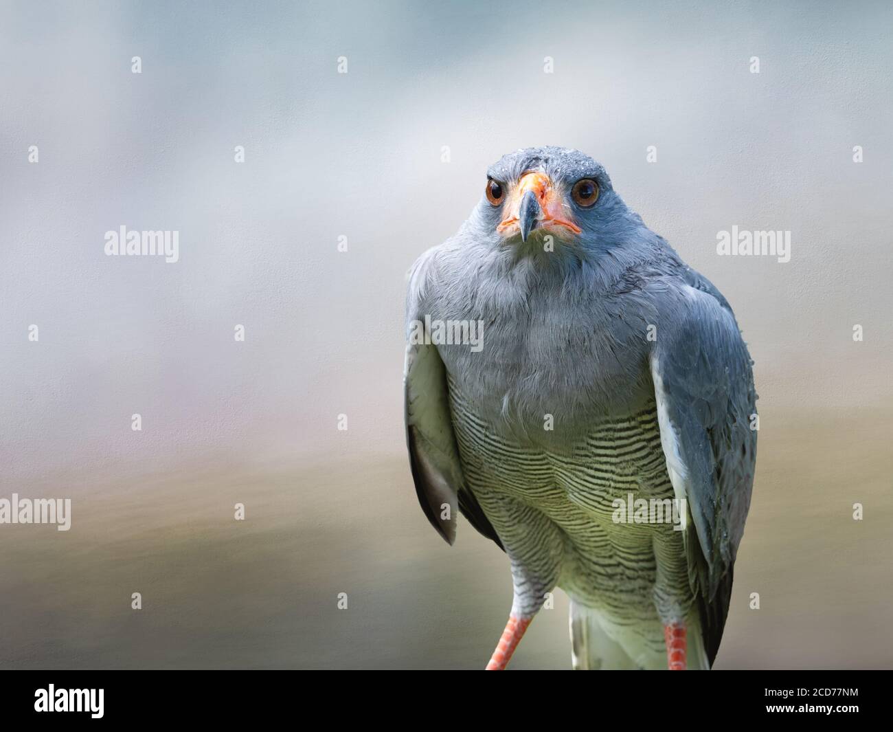 Eastern chanting goshawk, Melierax poliopterus Stock Photo - Alamy