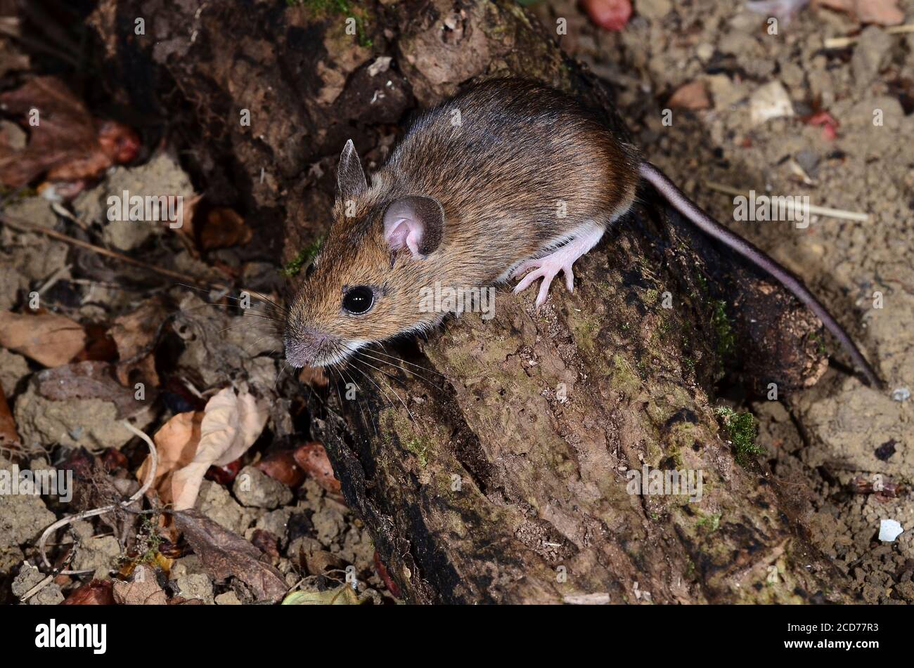 wood mouse apodemus sylvaticus Stock Photo - Alamy