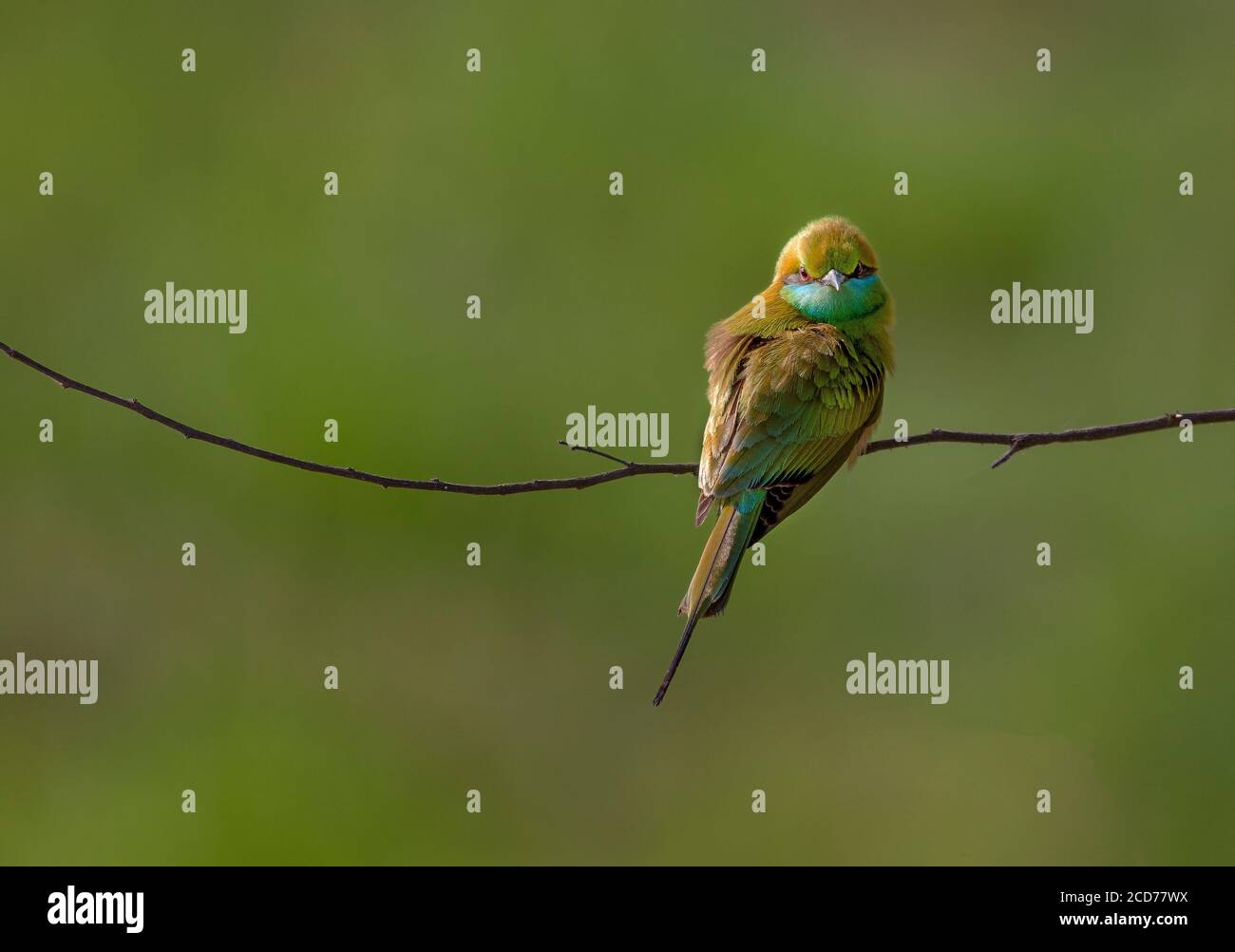 bee eaters in wildlife Stock Photo - Alamy