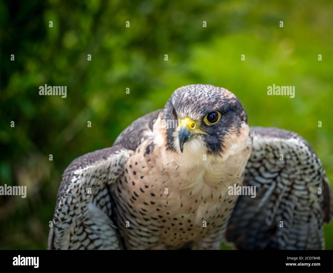 Peregrine x Lanner Falcon. Narrow depth of field Stock Photo - Alamy