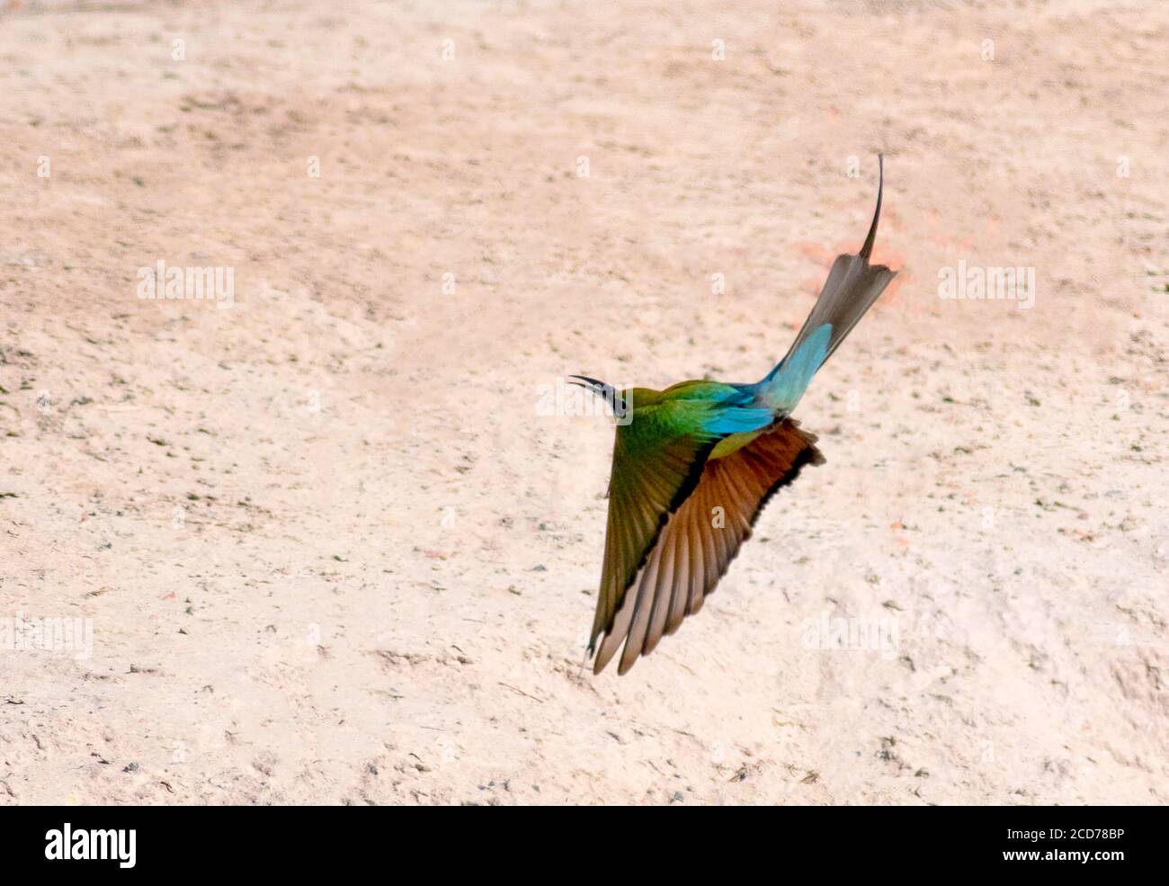 bee eaters in wildlife Stock Photo - Alamy