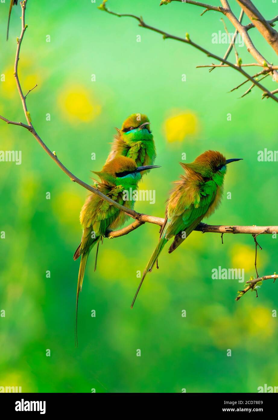 bee eaters in wildlife Stock Photo - Alamy
