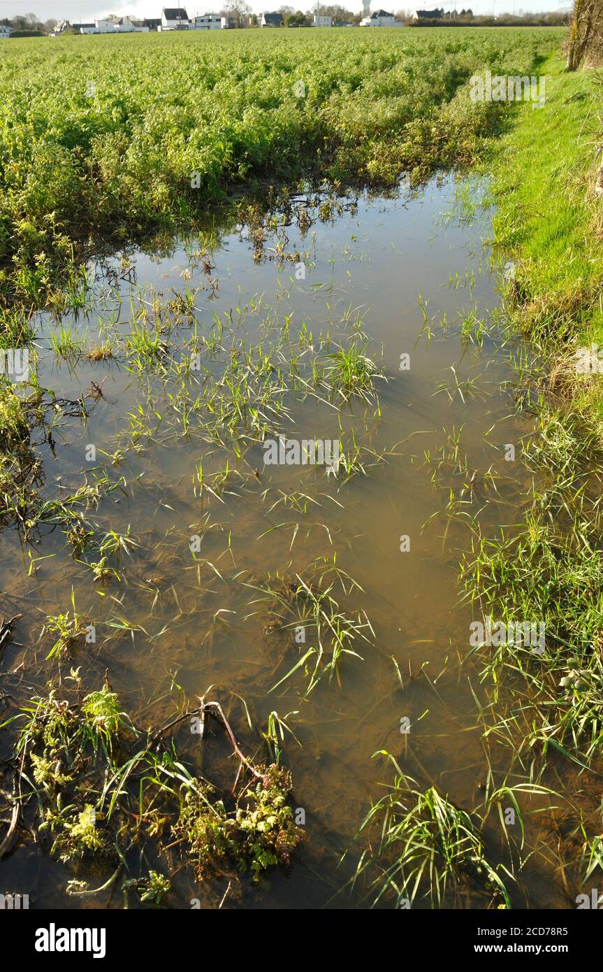 A flooded field in Brittany Stock Photo - Alamy