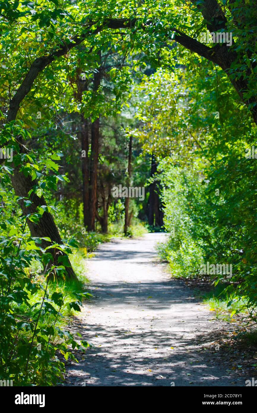 Peaceful path trail through green trees with branch curved over path ...