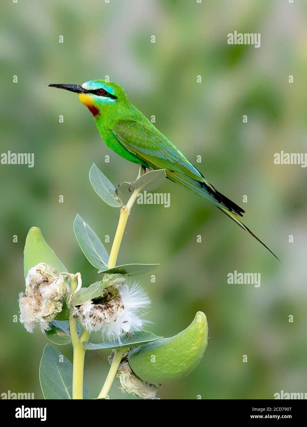 bee eaters in wildlife Stock Photo - Alamy