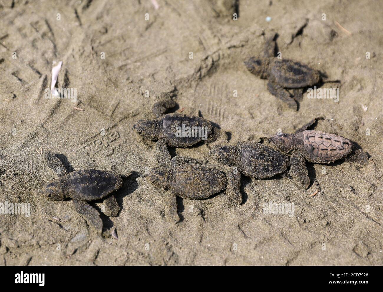 Cyprus turtles beach hi-res stock photography and images - Alamy
