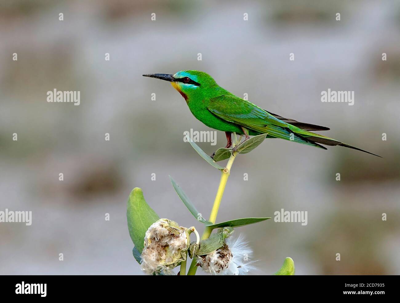 bee eaters in wildlife Stock Photo - Alamy