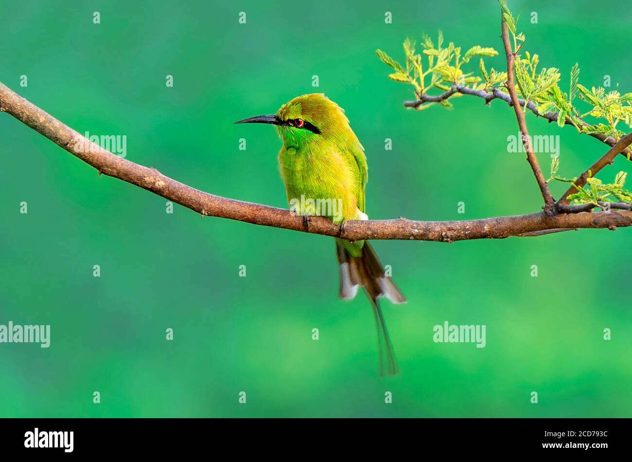 bee eaters in wildlife Stock Photo - Alamy