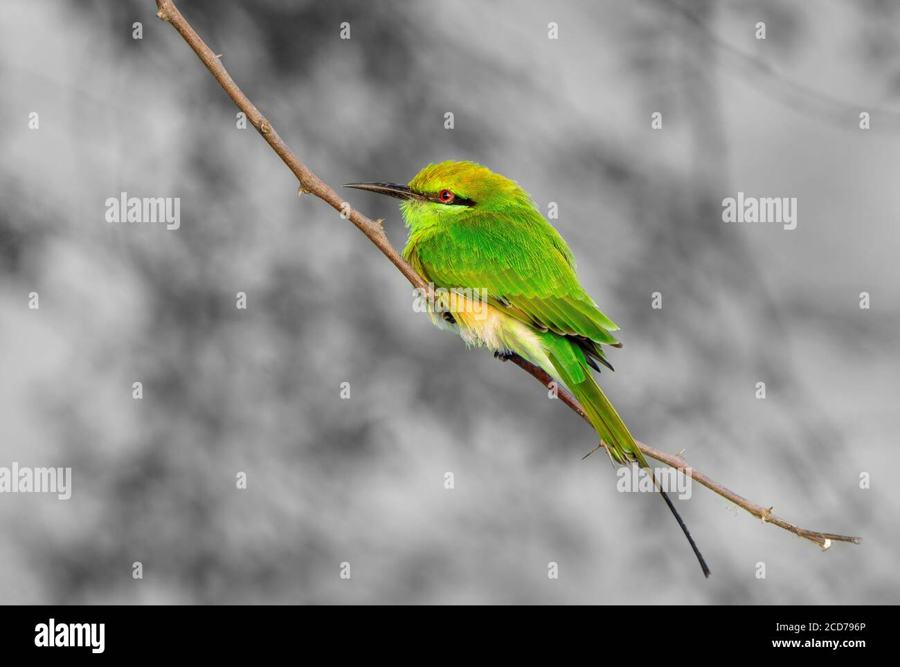 bee eaters in wildlife Stock Photo - Alamy