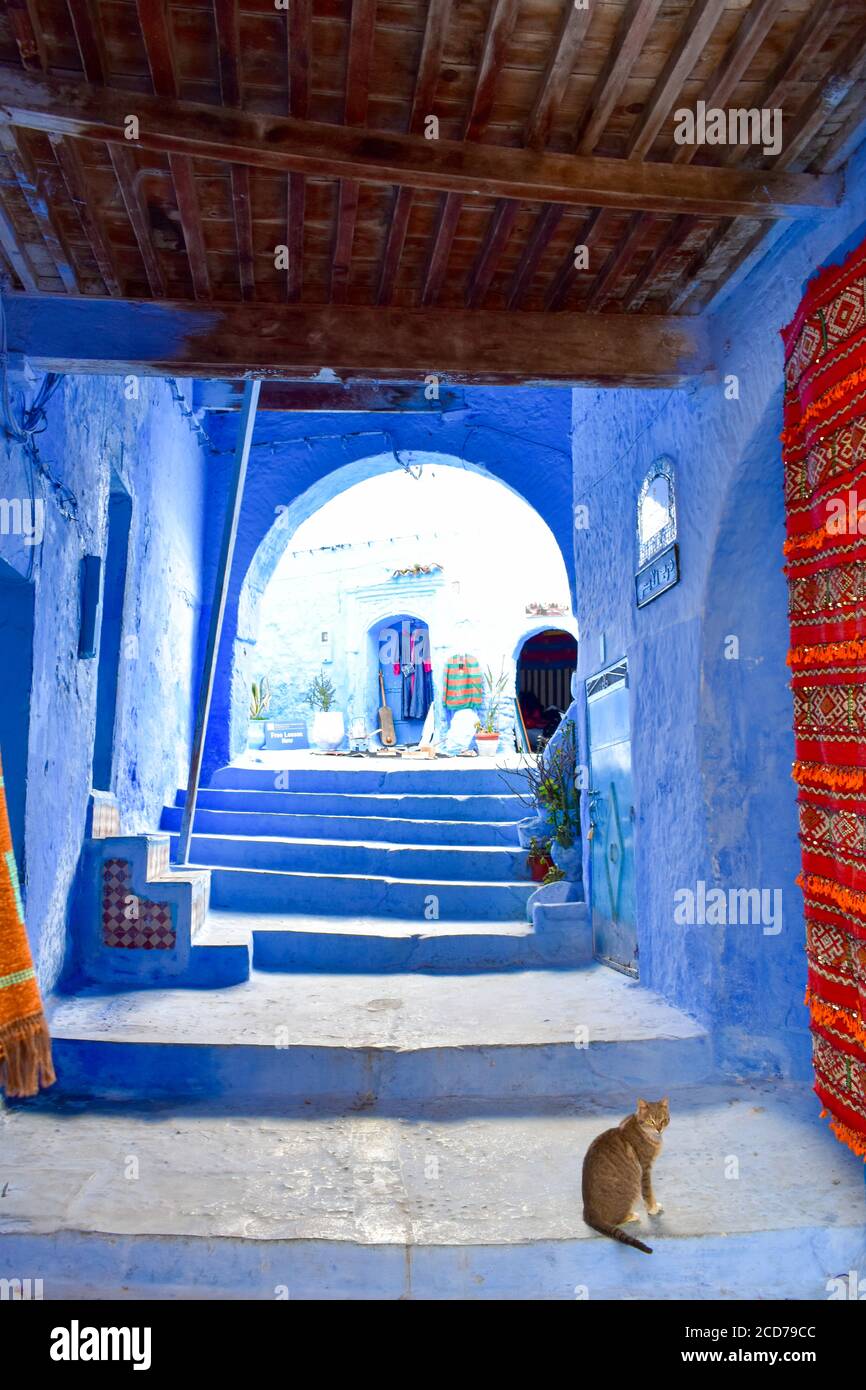 Cats of chefchaouen hi-res stock photography and images - Alamy