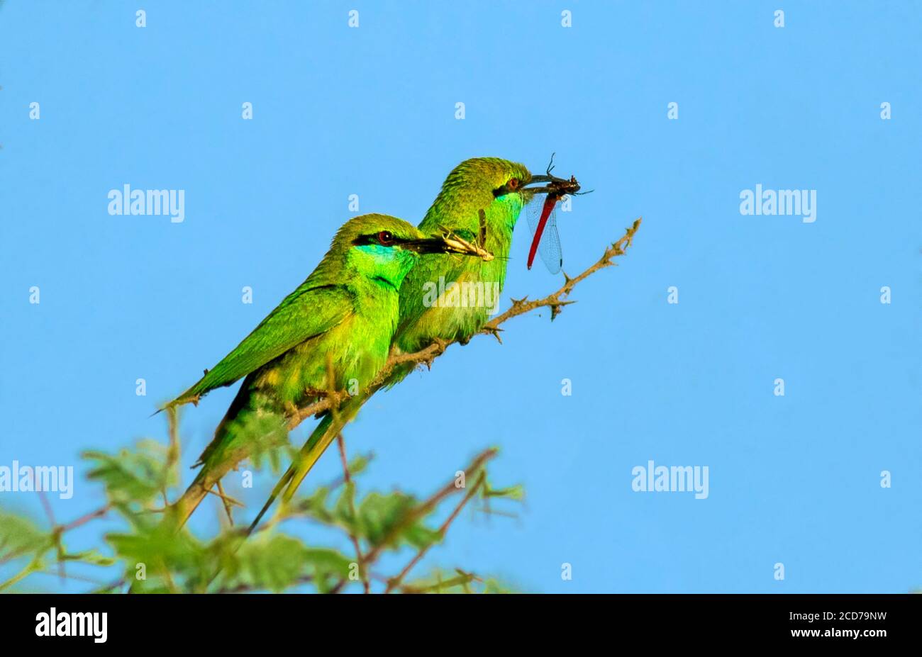 bee eaters in wildlife Stock Photo - Alamy